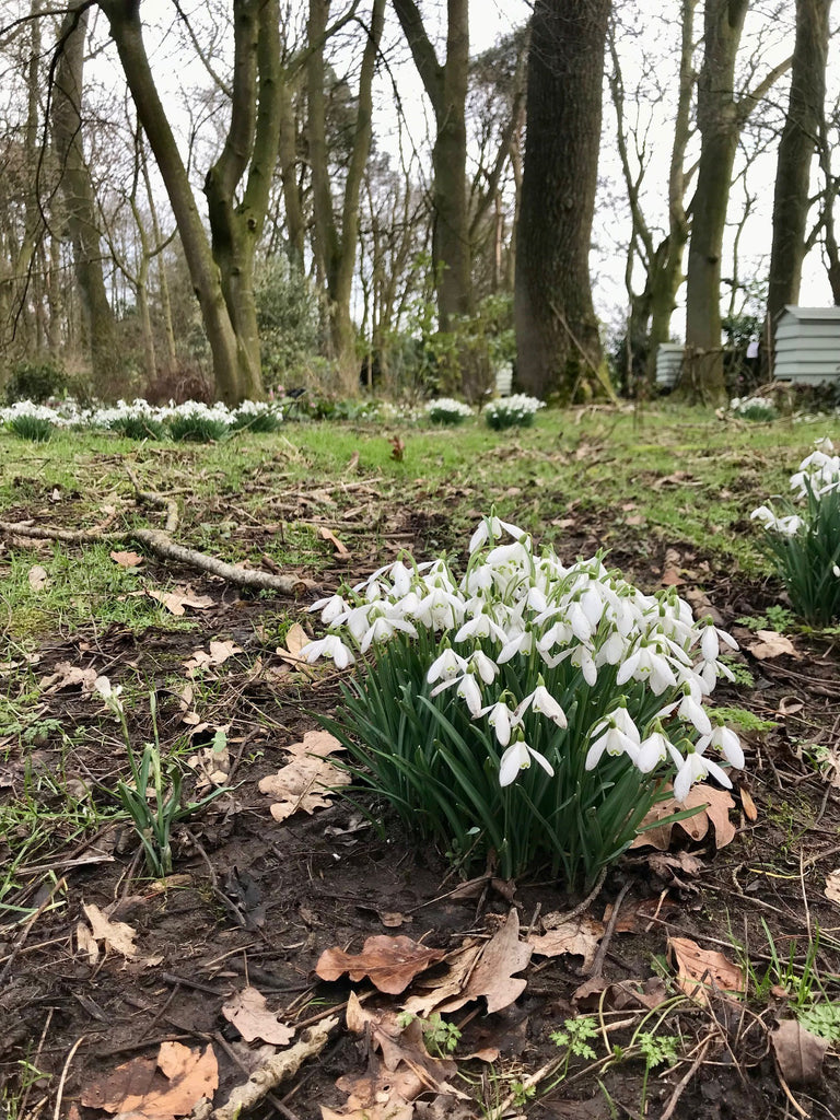 Winter into Spring- what are your favourite FIRST flowers ? – Kaye ...